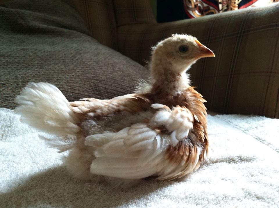 Amelia sitting pretty | BackYard Chickens - Learn How to Raise Chickens