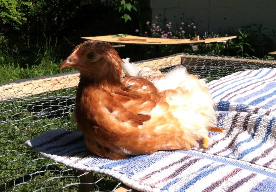 Amelia sunbathing | BackYard Chickens - Learn How to Raise Chickens