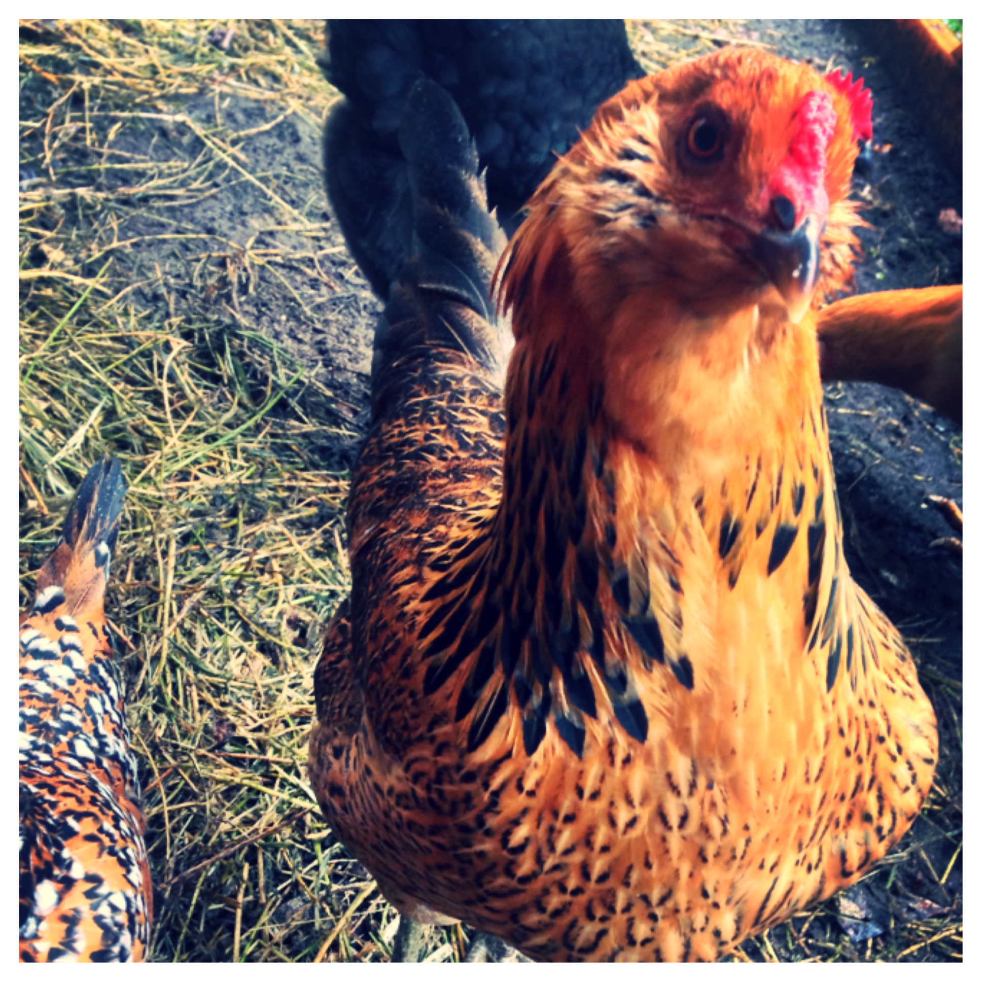 Amelia | BackYard Chickens - Learn How to Raise Chickens