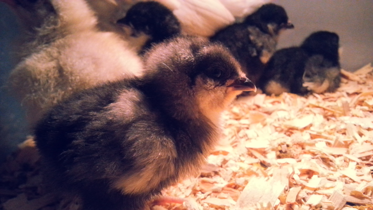 ameraucana bantams | BackYard Chickens - Learn How to Raise Chickens