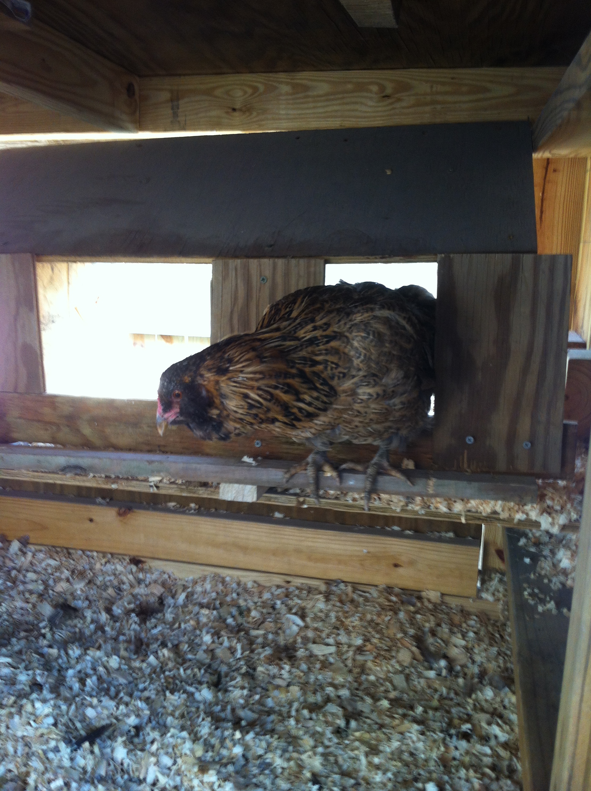 Ameraucana Daisy | BackYard Chickens - Learn How to Raise Chickens