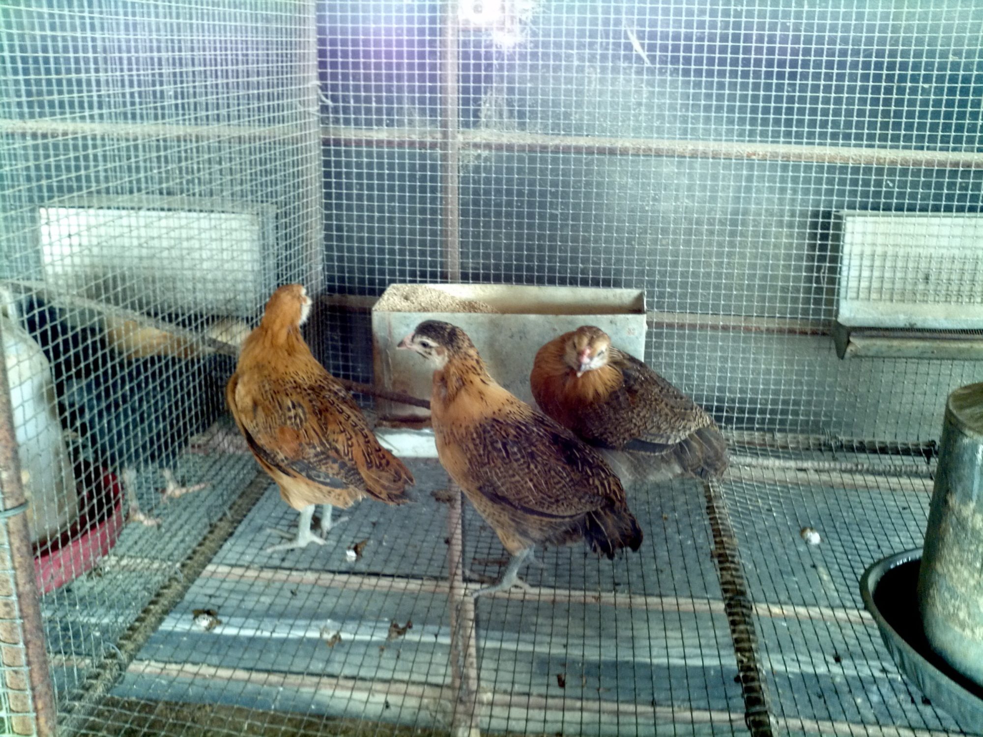 Ameraucana pullets | BackYard Chickens - Learn How to Raise Chickens