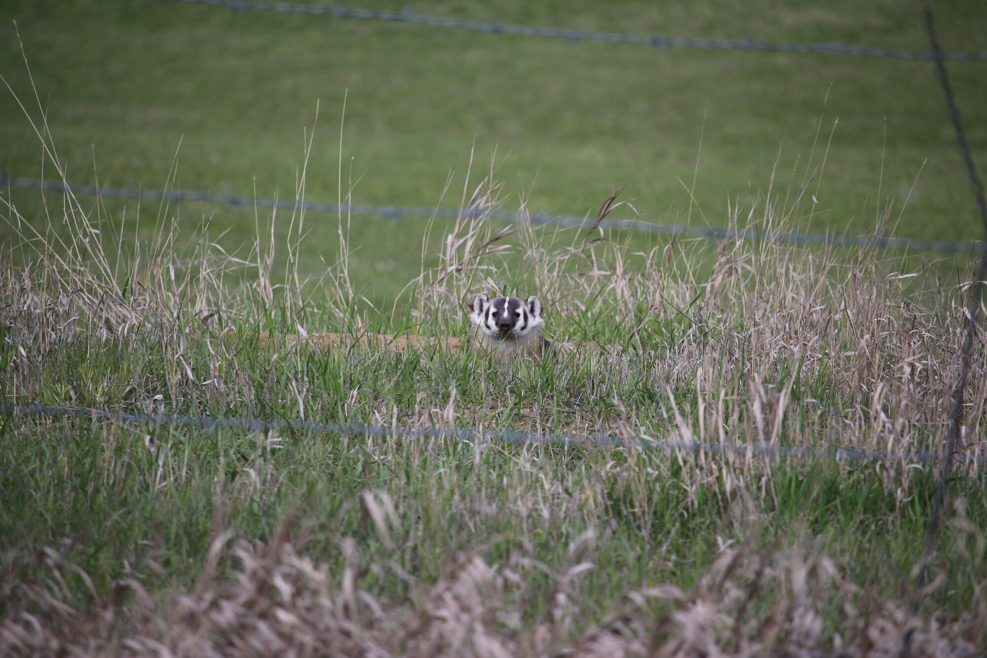 american_badger1.JPG | BackYard Chickens - Learn How to Raise Chickens