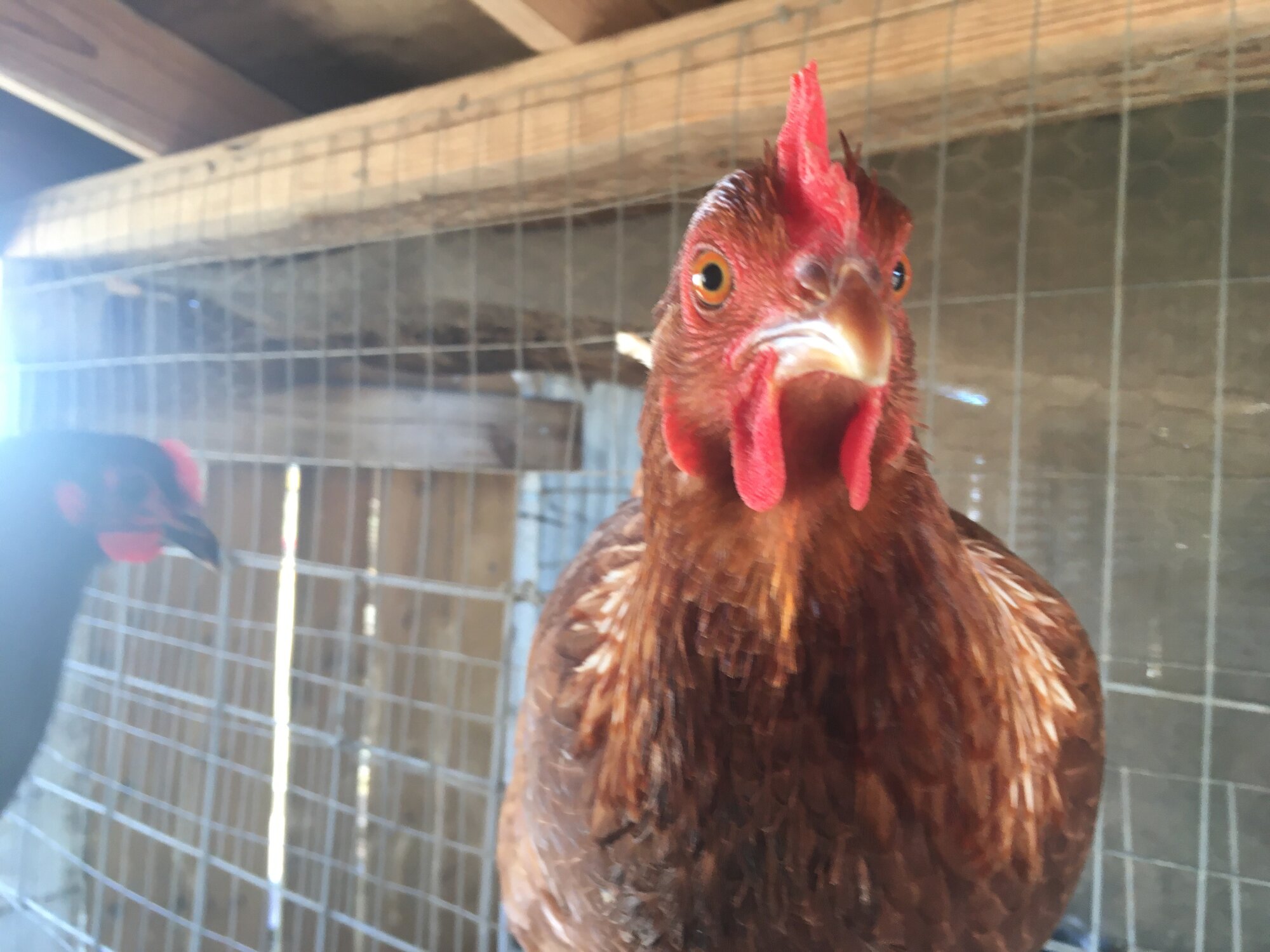 Amy.JPG | BackYard Chickens - Learn How to Raise Chickens