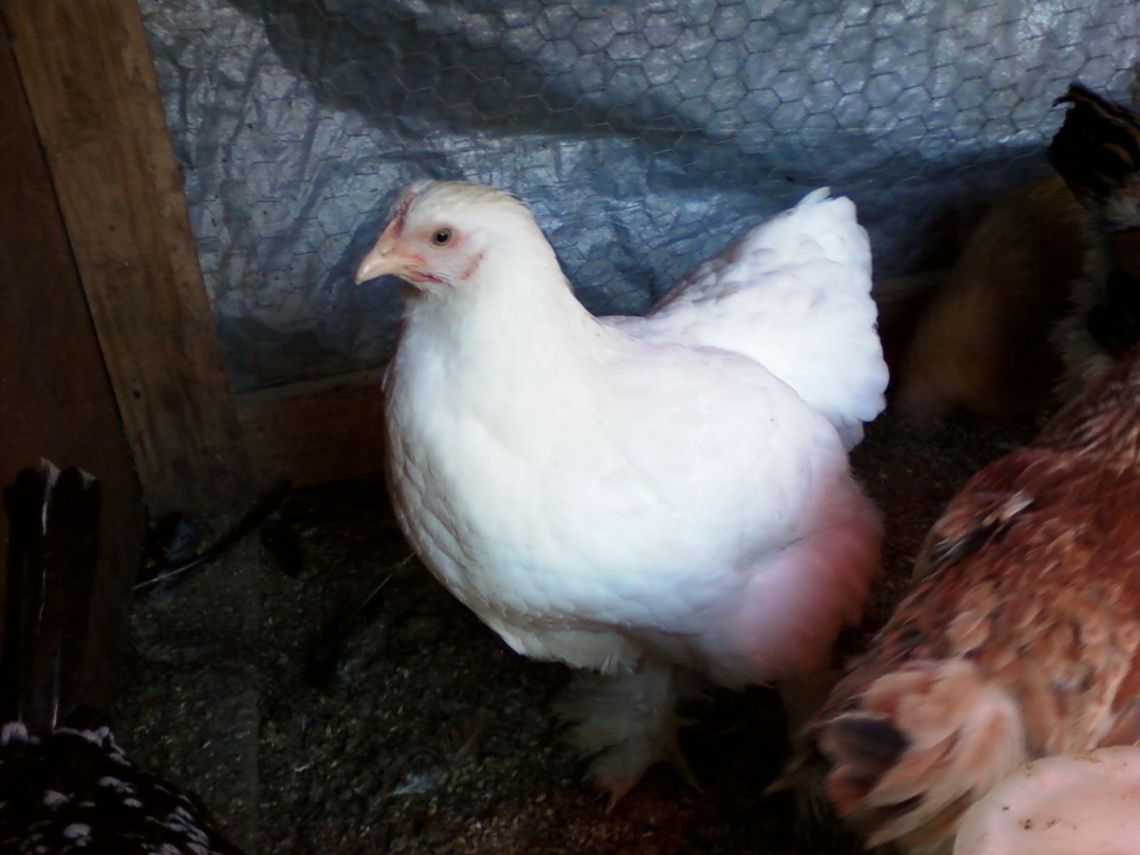 Angel Wings | BackYard Chickens - Learn How to Raise Chickens