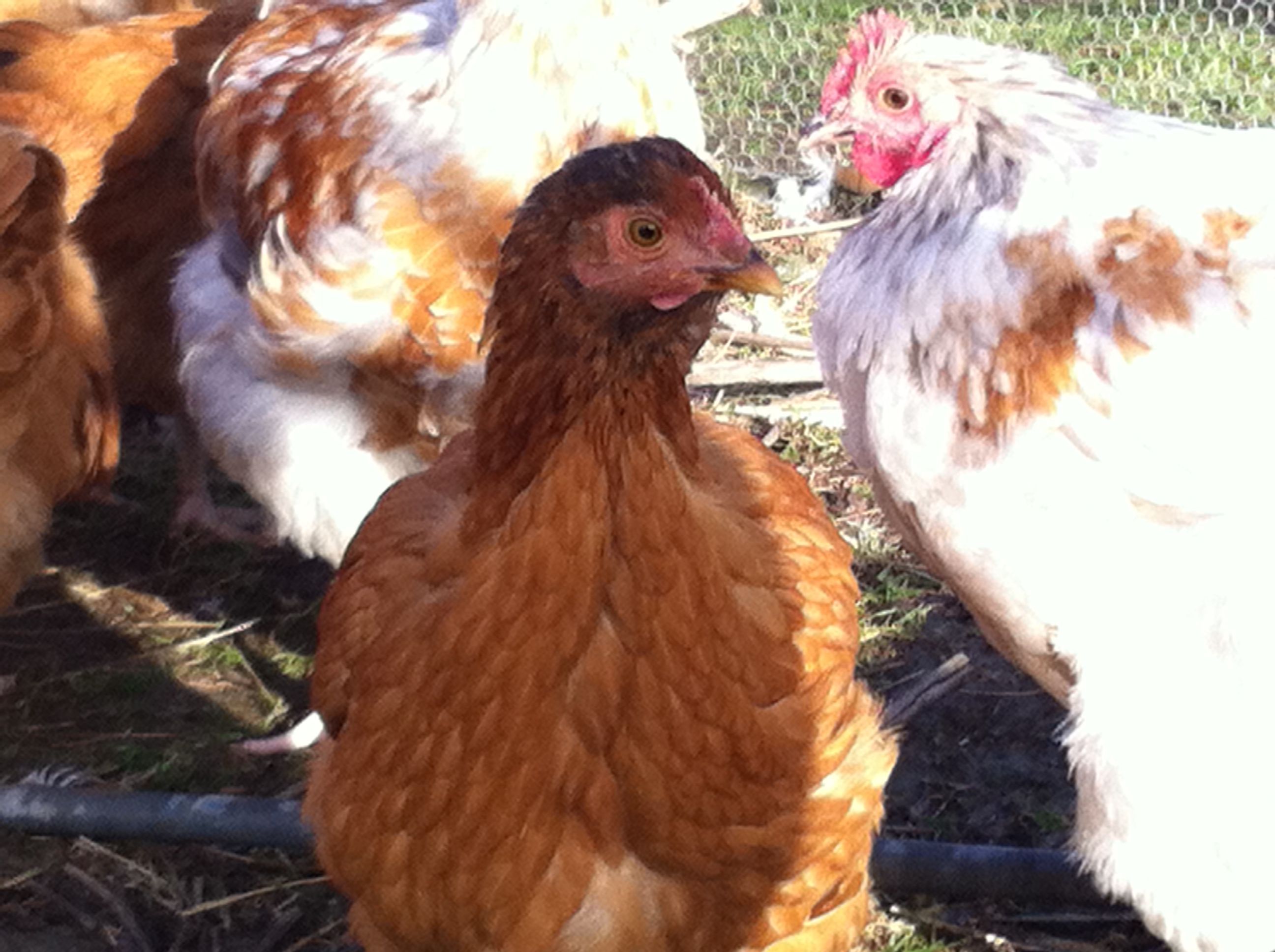 another buff | BackYard Chickens - Learn How to Raise Chickens