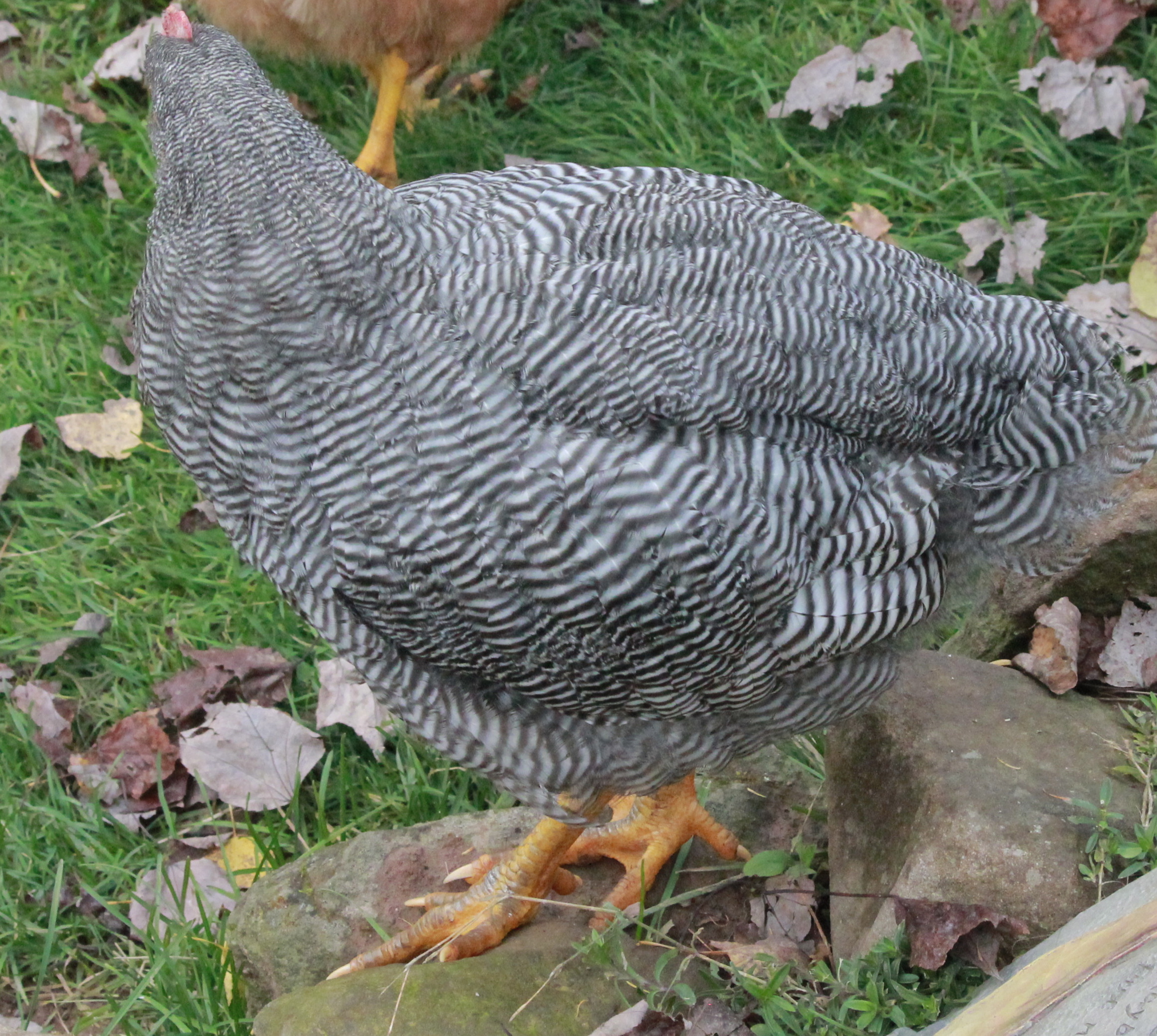 AppleMark | BackYard Chickens - Learn How to Raise Chickens
