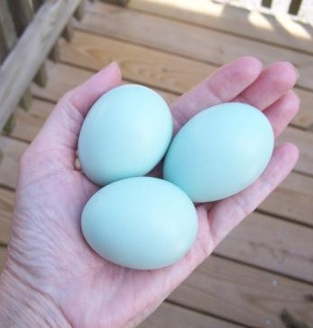 Araucana eggs | BackYard Chickens - Learn How to Raise Chickens