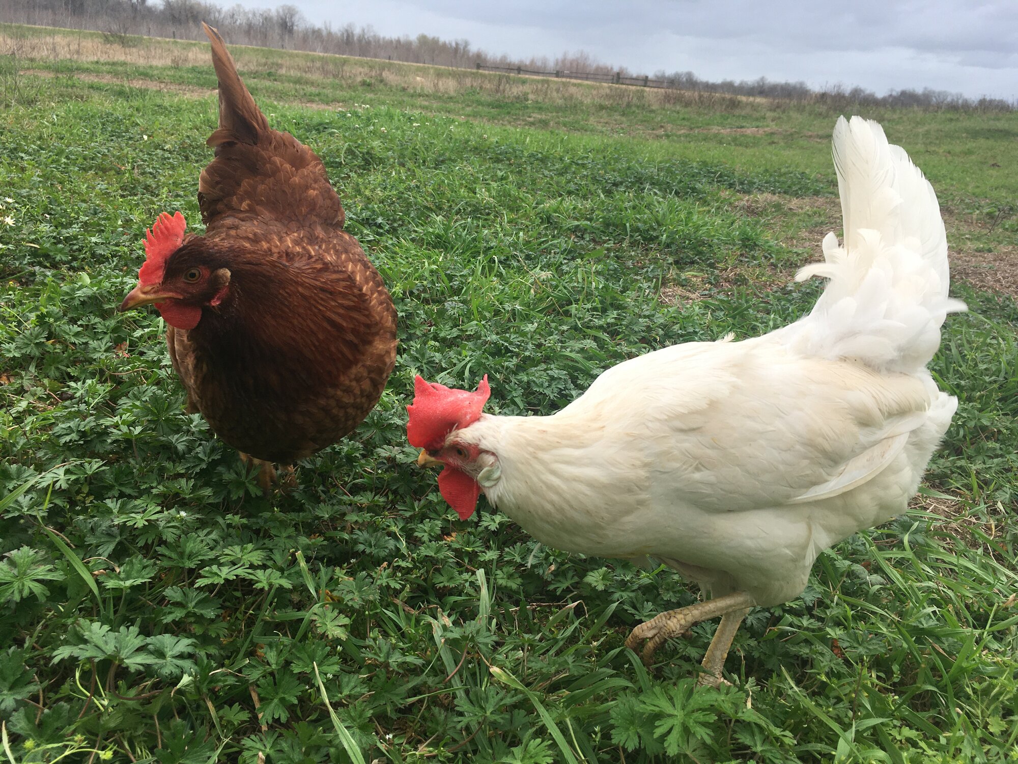 Audrey and Princess.JPG | BackYard Chickens - Learn How to Raise Chickens
