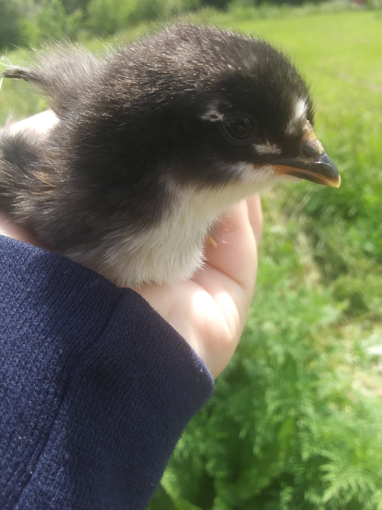 Australorp Silver Duckwing Mix | BackYard Chickens - Learn How to Raise ...
