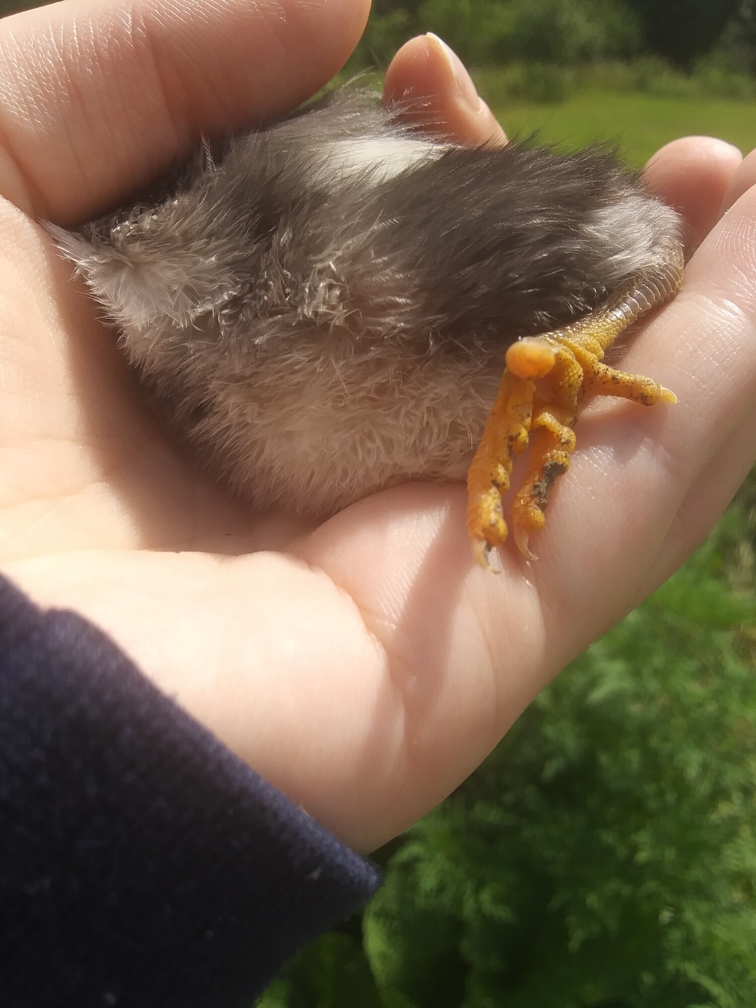 Australorp Silver Duckwing Mix | BackYard Chickens - Learn How to Raise ...