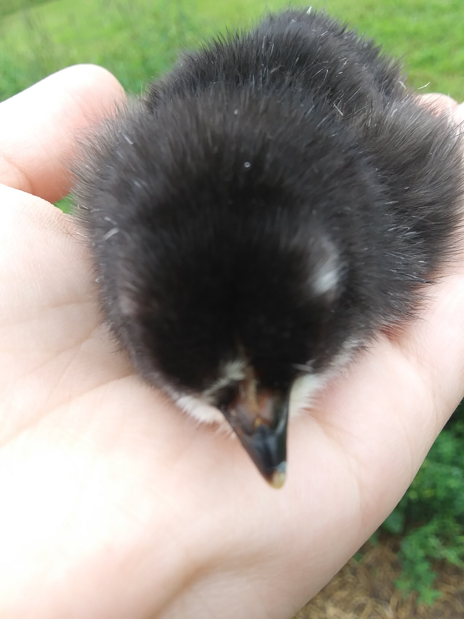 Australorp Silver Duckwing Mix | BackYard Chickens - Learn How to Raise ...