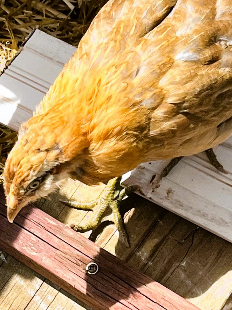 Autumn coming outside.jpg | BackYard Chickens - Learn How to Raise Chickens