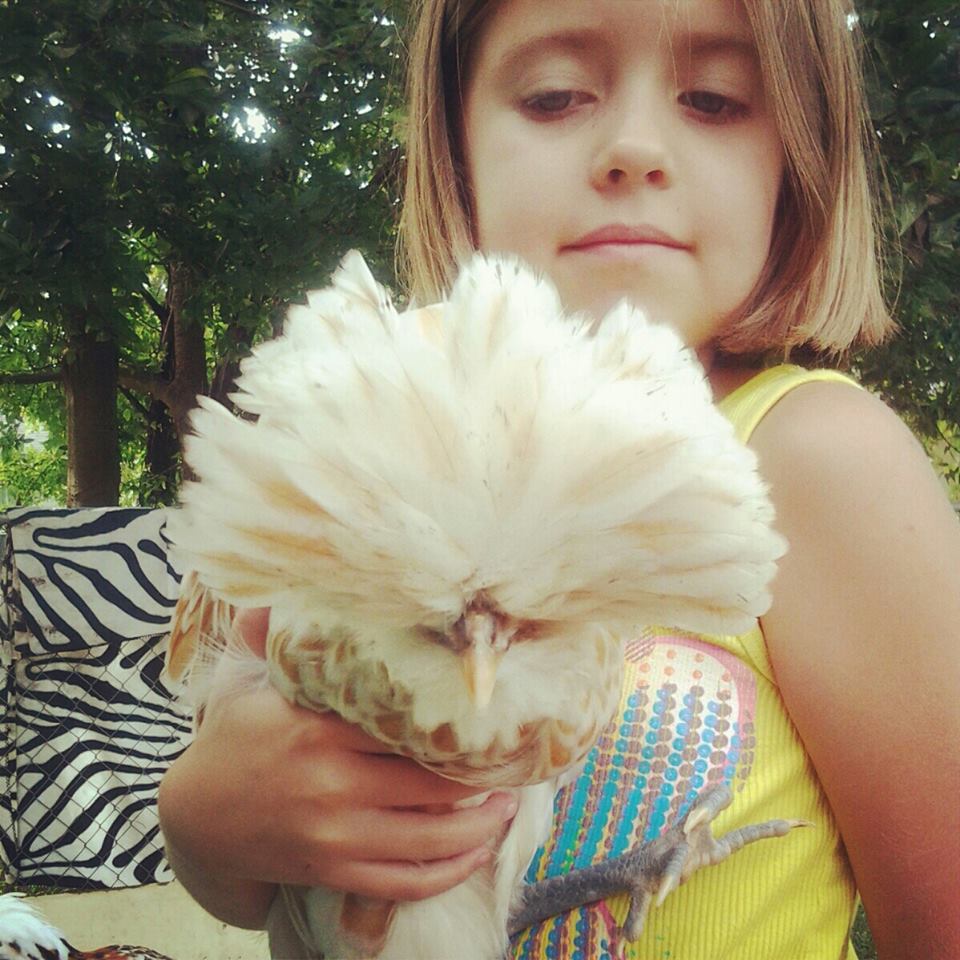 Ava and Phyllis (buff laced polish crested) | BackYard Chickens - Learn ...