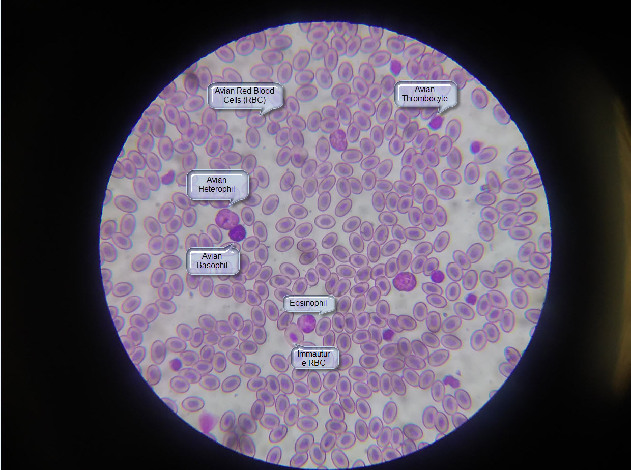 avian smear.jpg | BackYard Chickens - Learn How to Raise Chickens