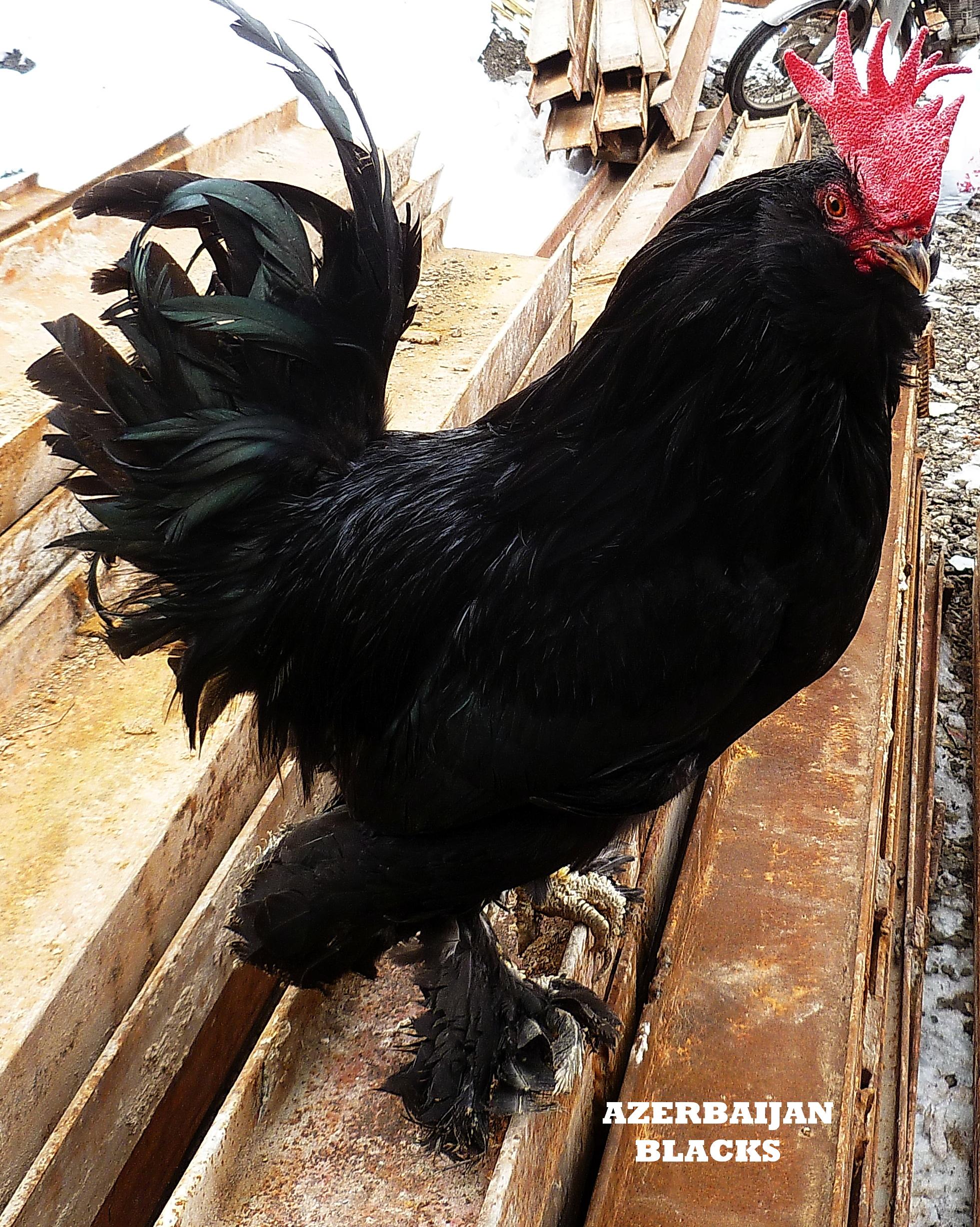 AZERBAIJAN | BackYard Chickens - Learn How to Raise Chickens