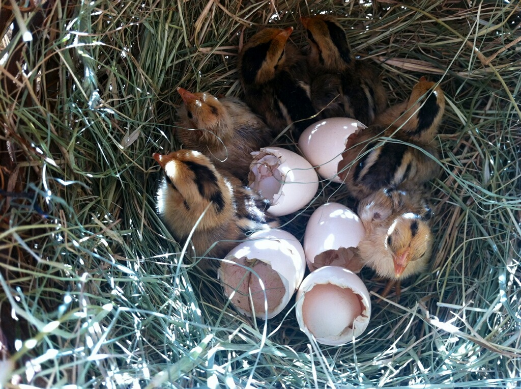 Babies hatching at the farm. | BackYard Chickens - Learn How to Raise ...