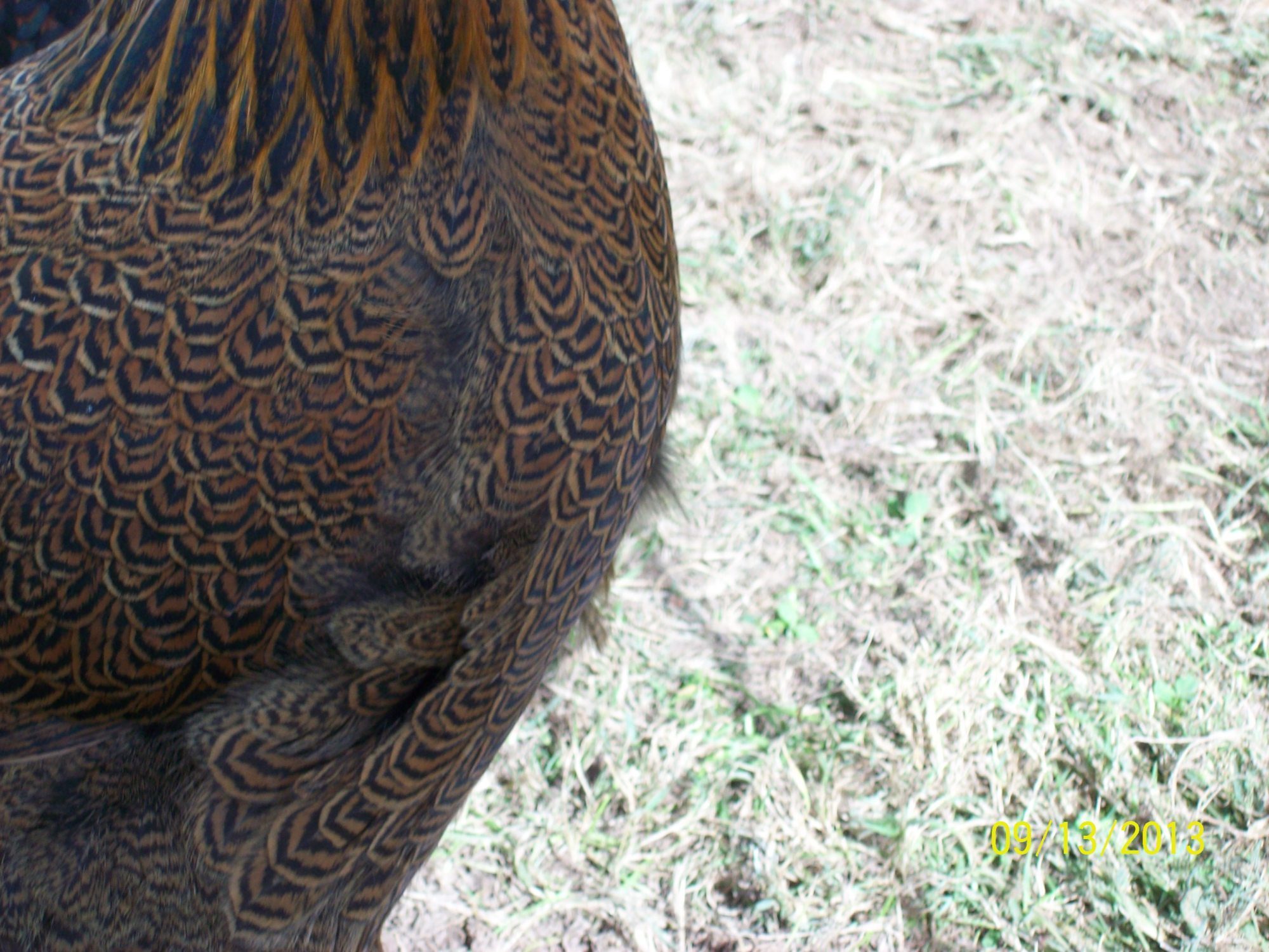 Babs' beautiful feathers...windy day | BackYard Chickens - Learn How to ...