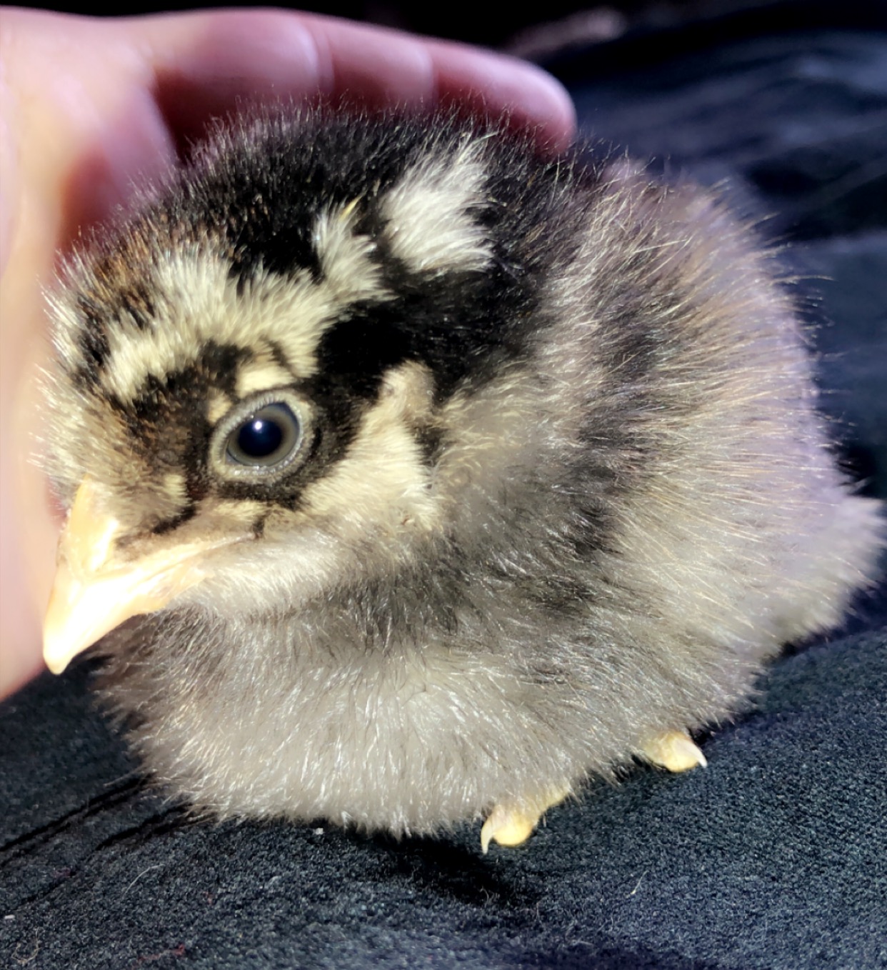 Baby americauna | BackYard Chickens - Learn How to Raise Chickens