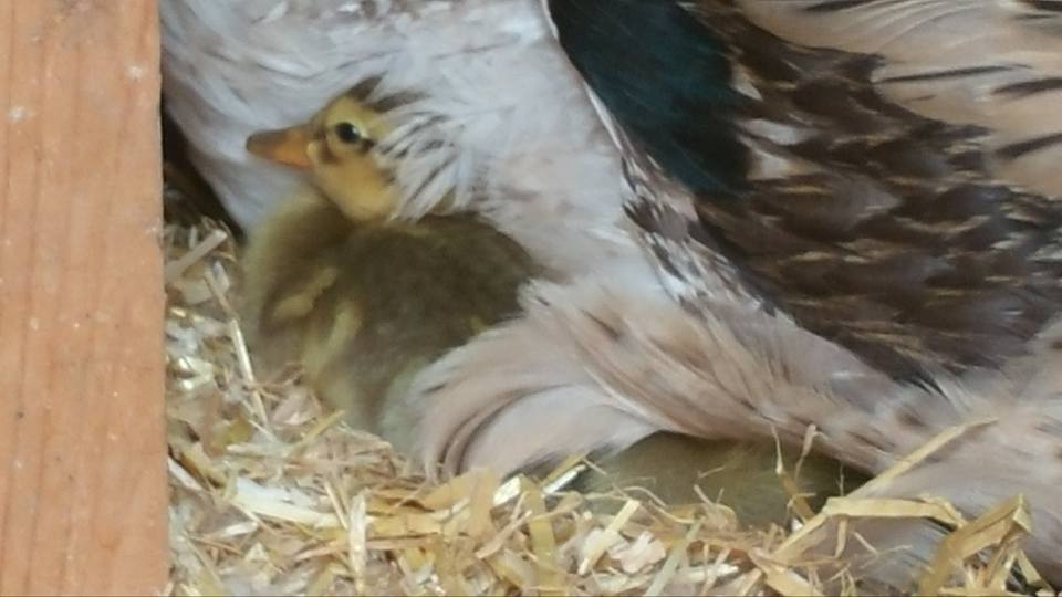 Baby Beatrix | BackYard Chickens - Learn How to Raise Chickens