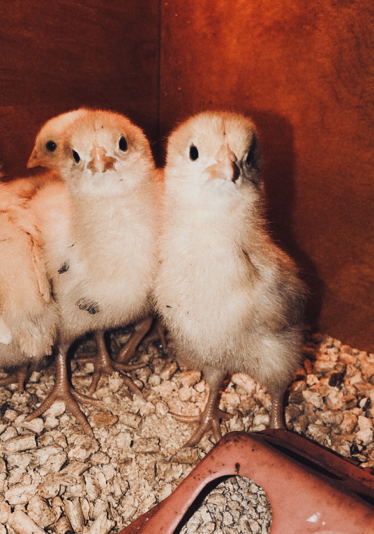 Baby buffs and Isa browns | BackYard Chickens - Learn How to Raise Chickens