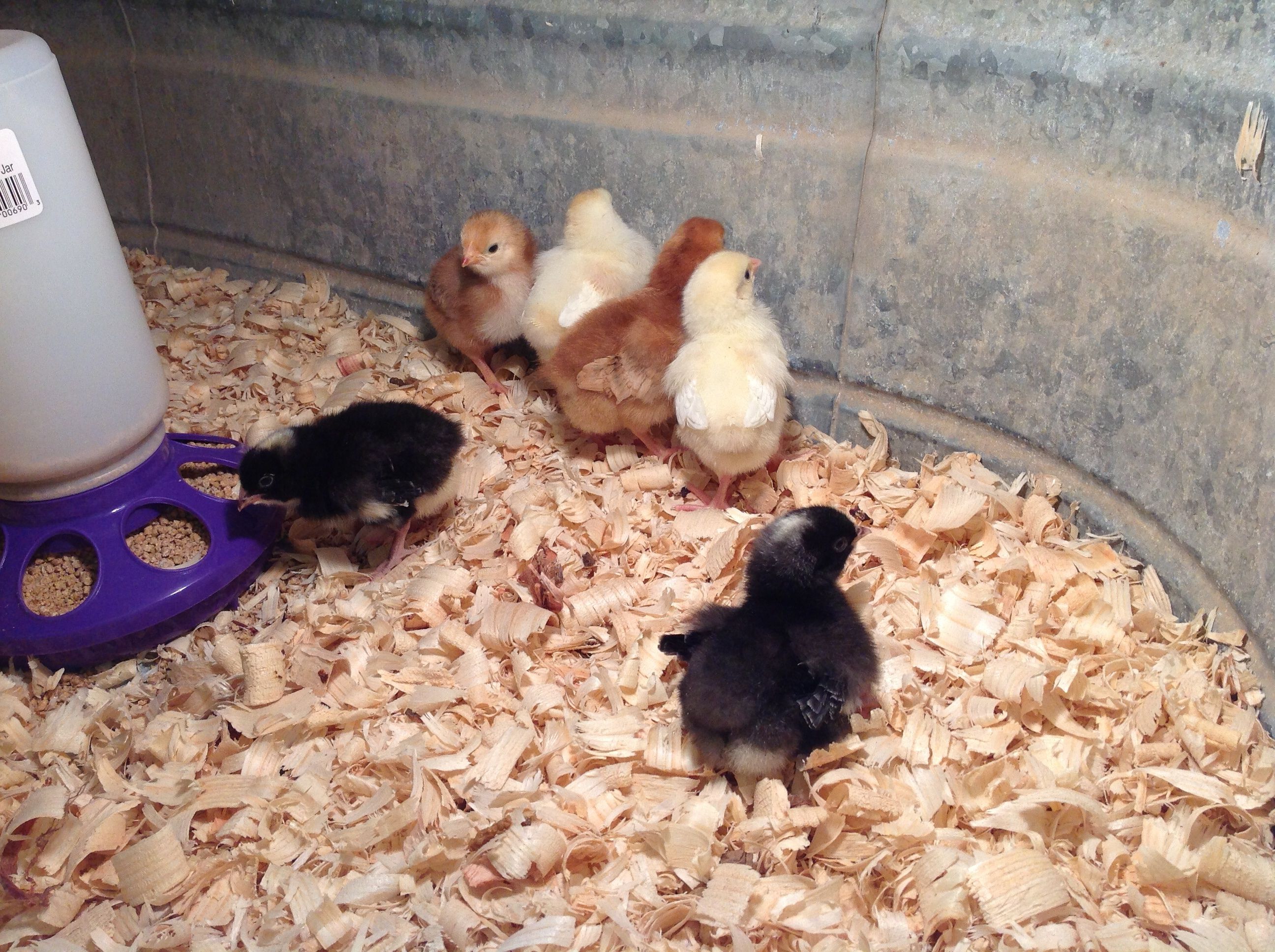 Baby chicks getting used to their brooder | BackYard Chickens - Learn ...