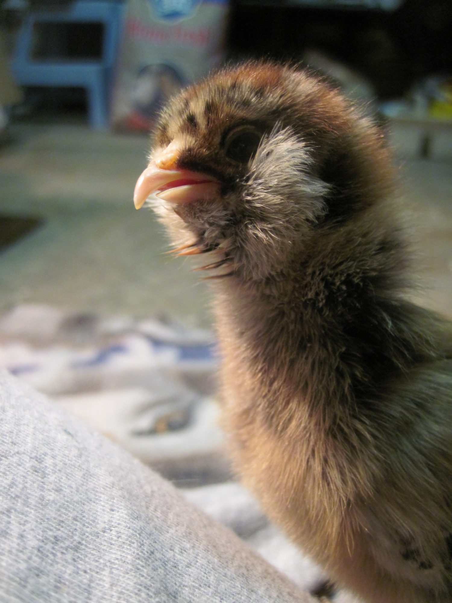 Baby Doc | BackYard Chickens - Learn How to Raise Chickens