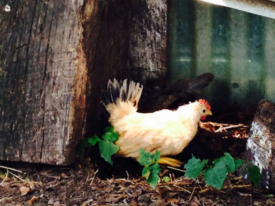 Baby Japanese Bantam Roo | BackYard Chickens - Learn How to Raise Chickens