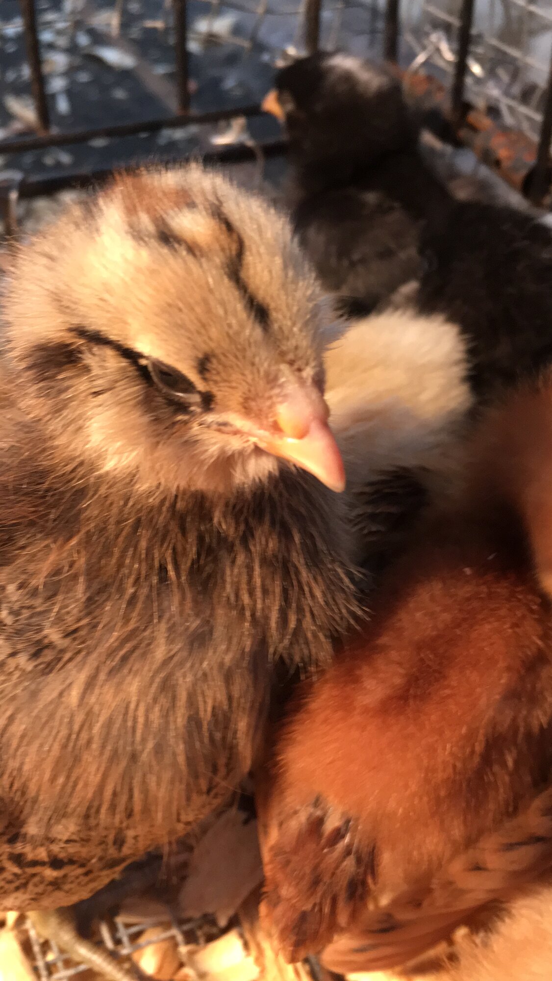 Baby Meri | BackYard Chickens - Learn How to Raise Chickens