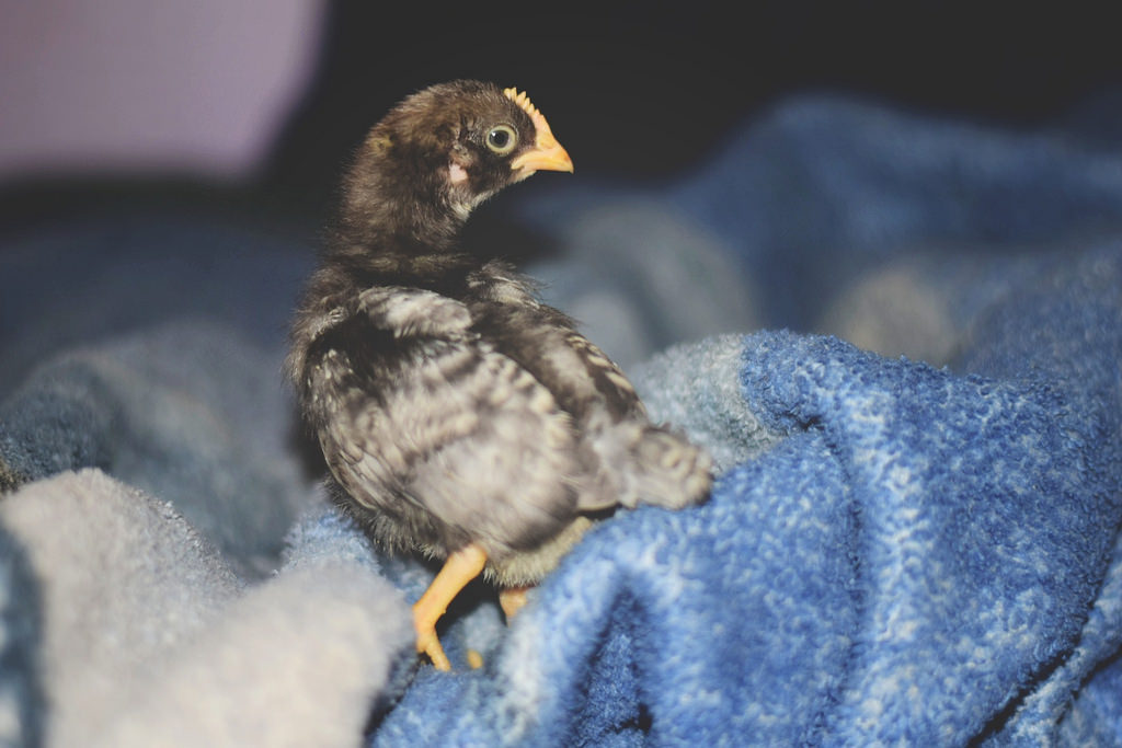 Baby Rooster | BackYard Chickens - Learn How to Raise Chickens