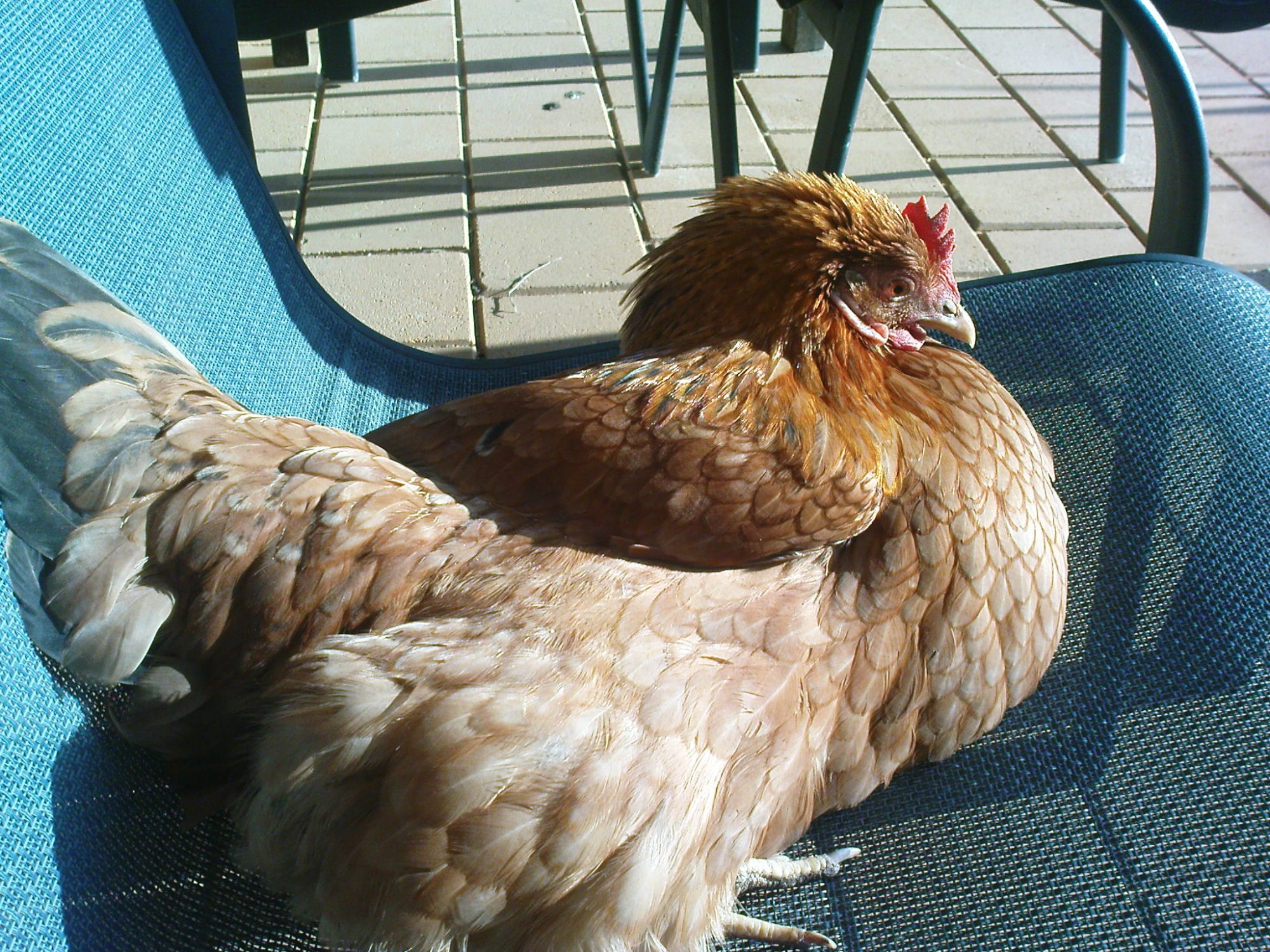 Baby sunbathing | BackYard Chickens - Learn How to Raise Chickens