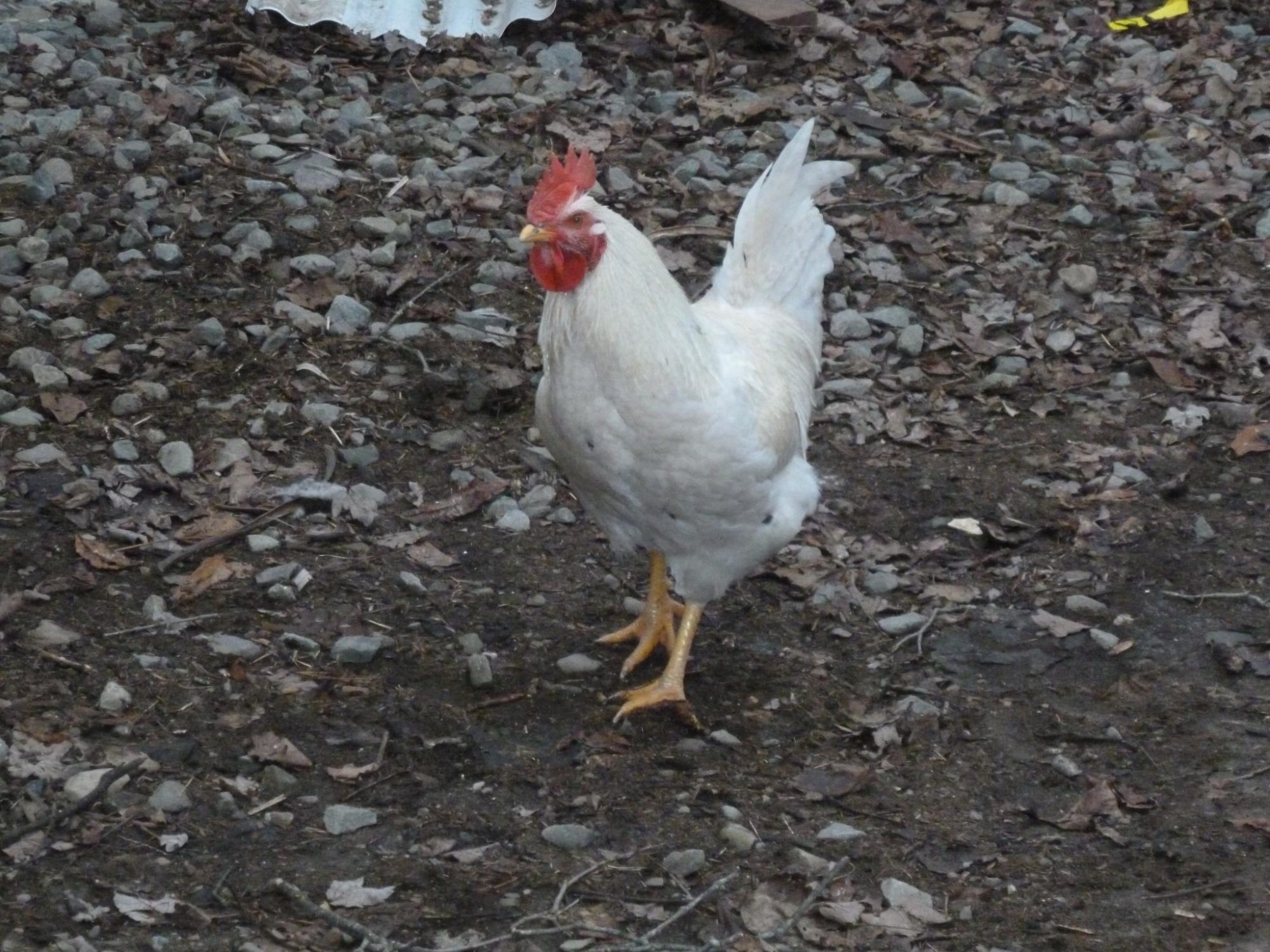 Baby the rooster | BackYard Chickens - Learn How to Raise Chickens