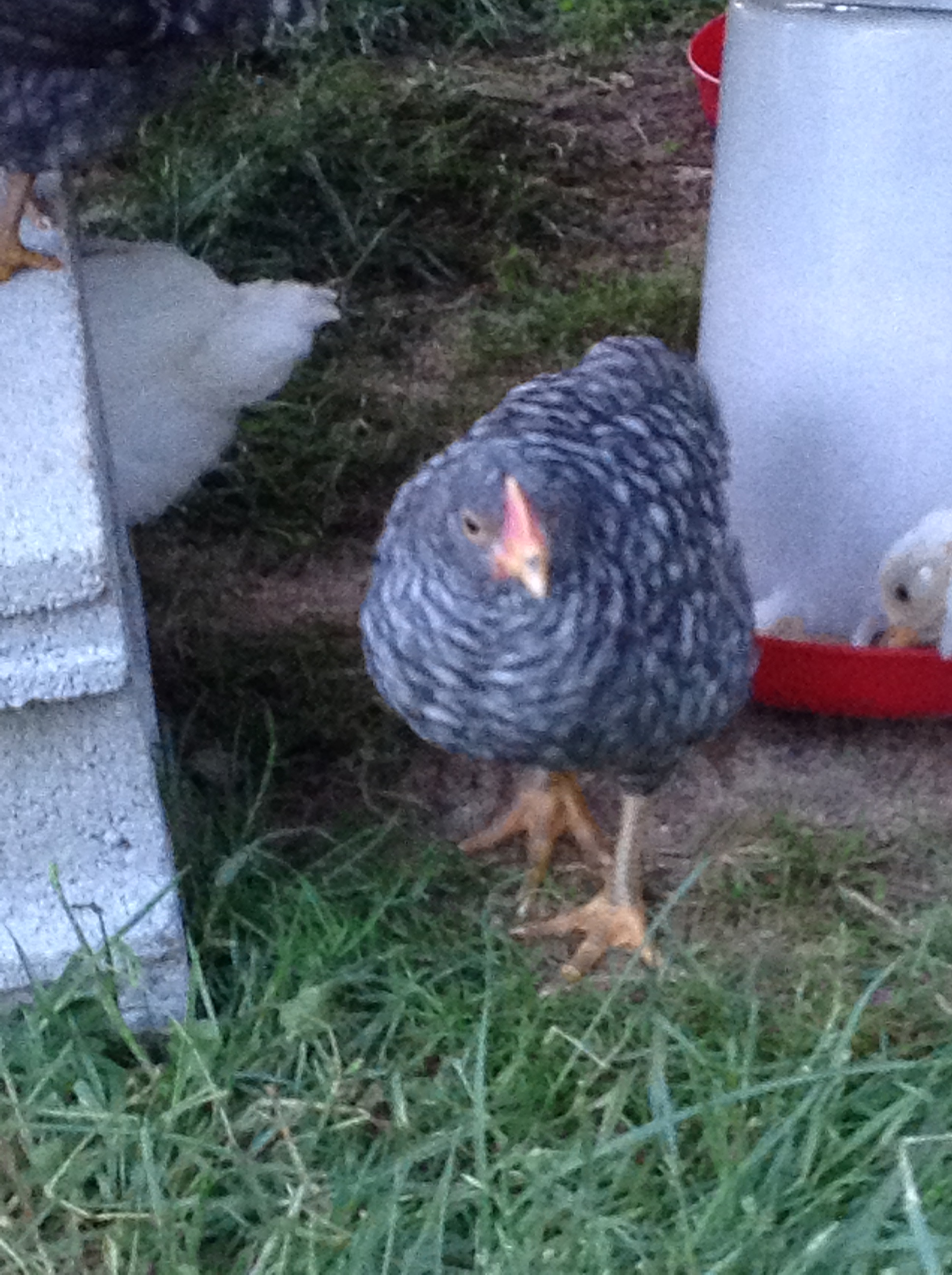 Banded Rock (Roo?) Craig | BackYard Chickens - Learn How to Raise Chickens
