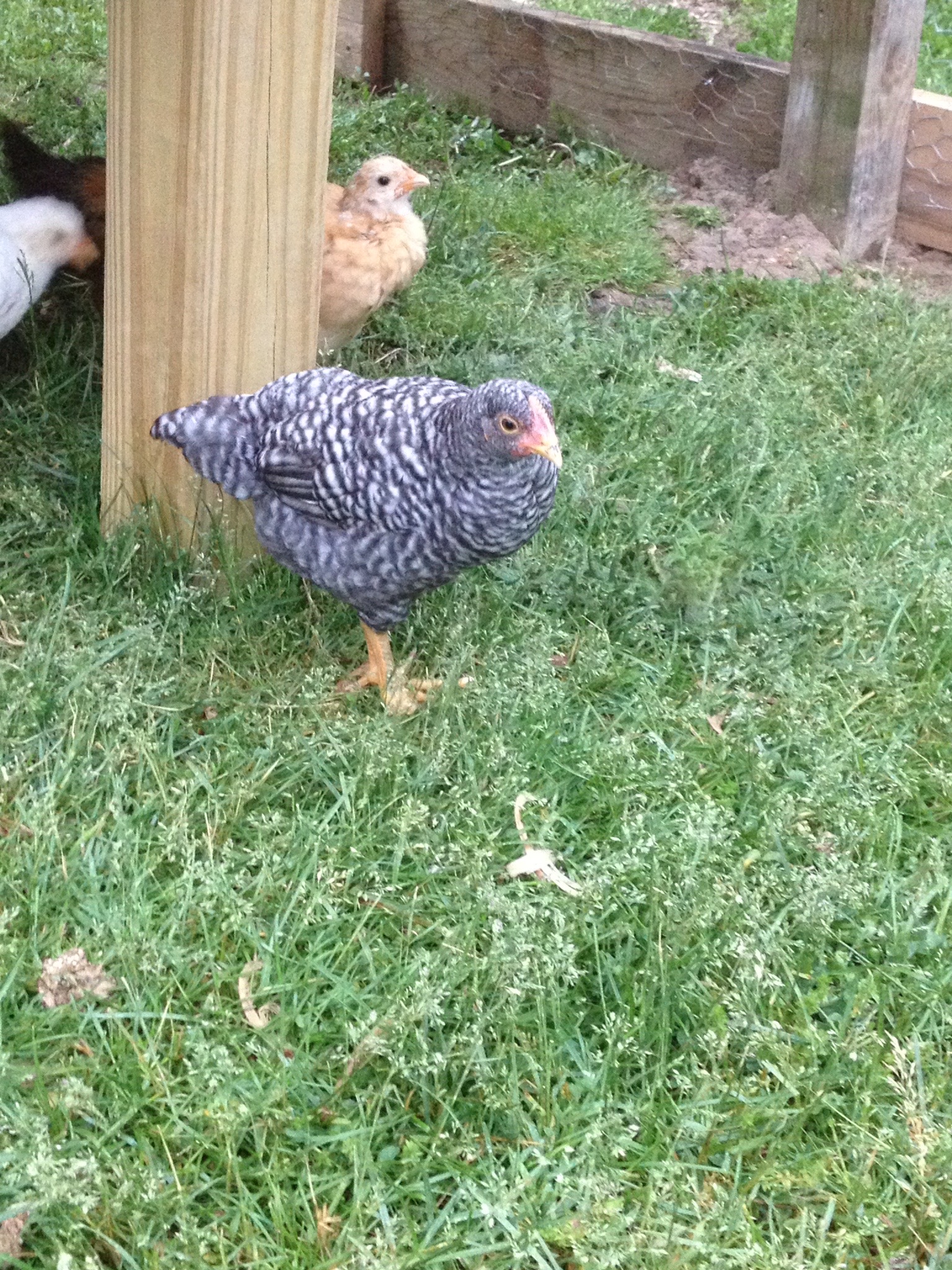 Banded Rock | BackYard Chickens - Learn How to Raise Chickens