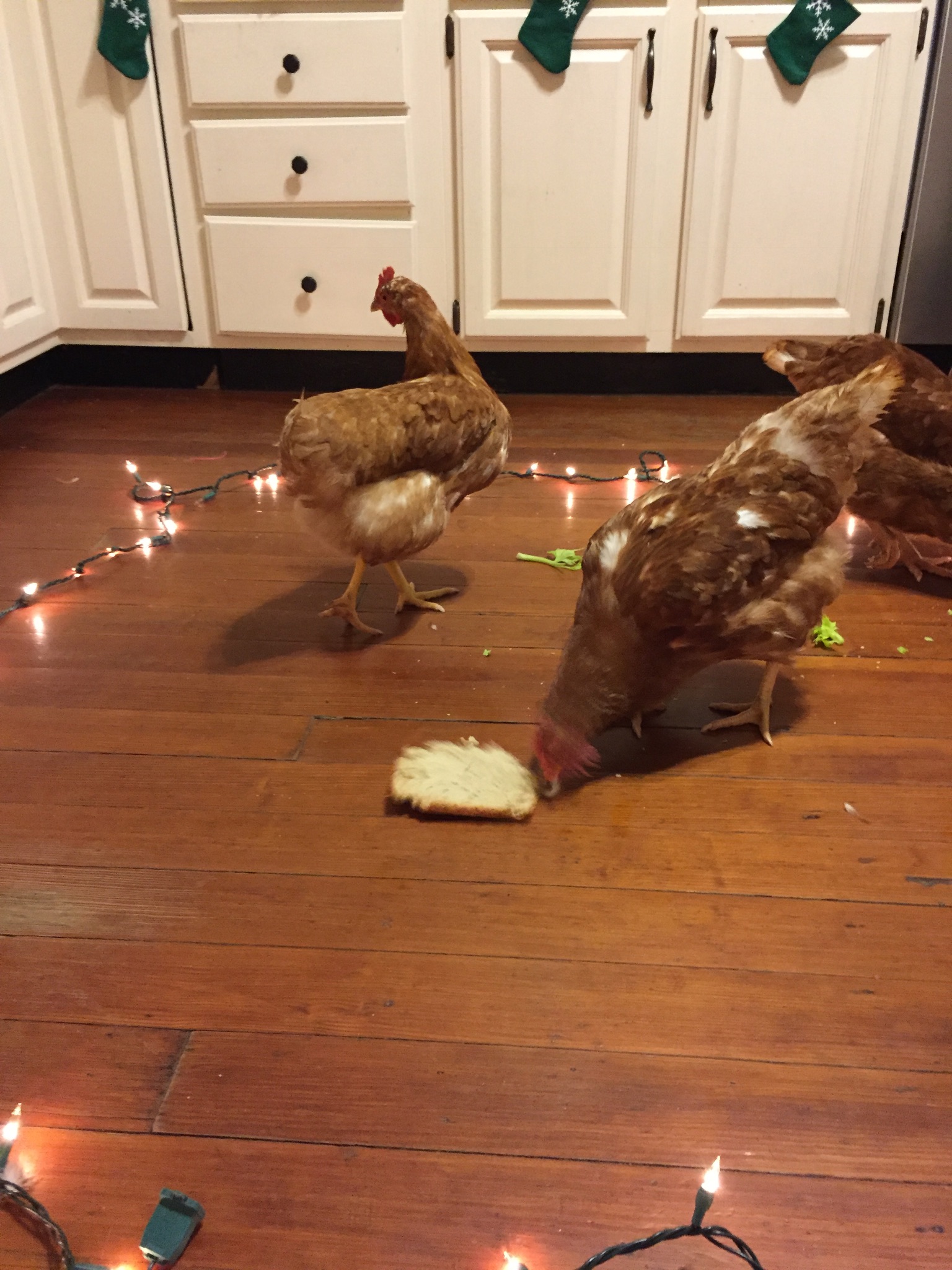 Banshee striking a pose. | BackYard Chickens - Learn How to Raise Chickens