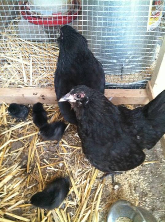 * Bantam Ameraucana Lavender/black split hens | BackYard Chickens ...