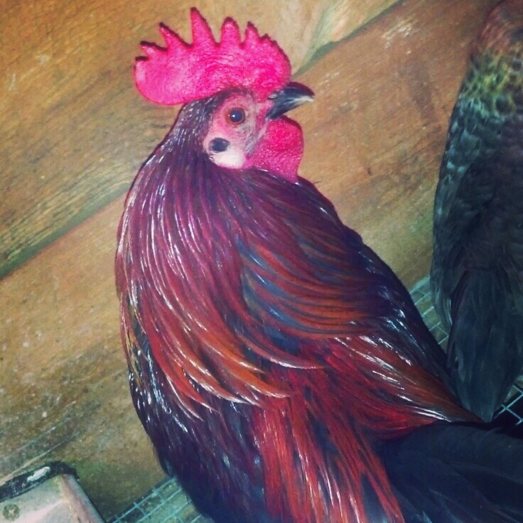Bantam rooster. | BackYard Chickens - Learn How to Raise Chickens
