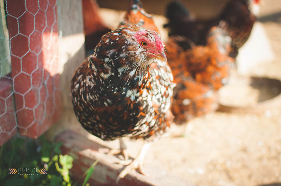 Bantam Spangled Russian Orloff hen | BackYard Chickens - Learn How to ...