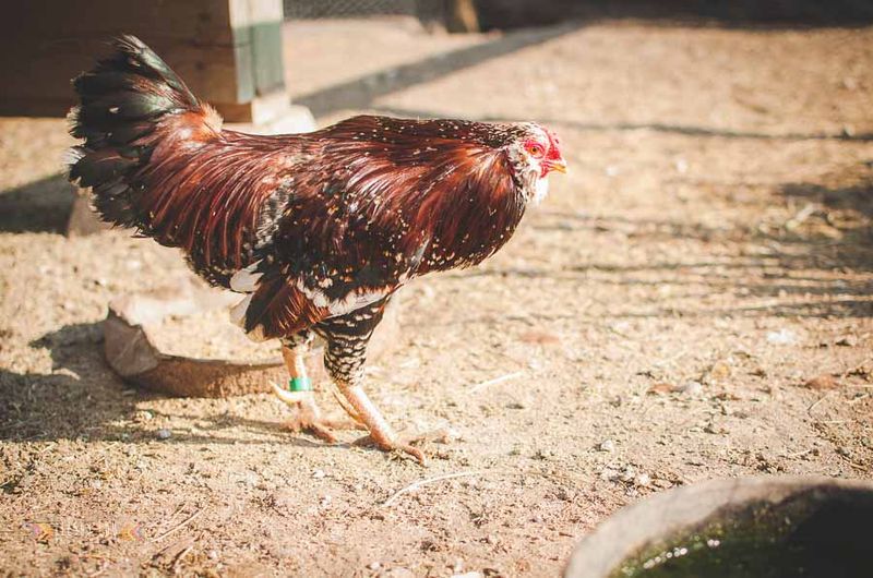 Bantam Spangled Russian Orloff Rooster | BackYard Chickens - Learn How ...