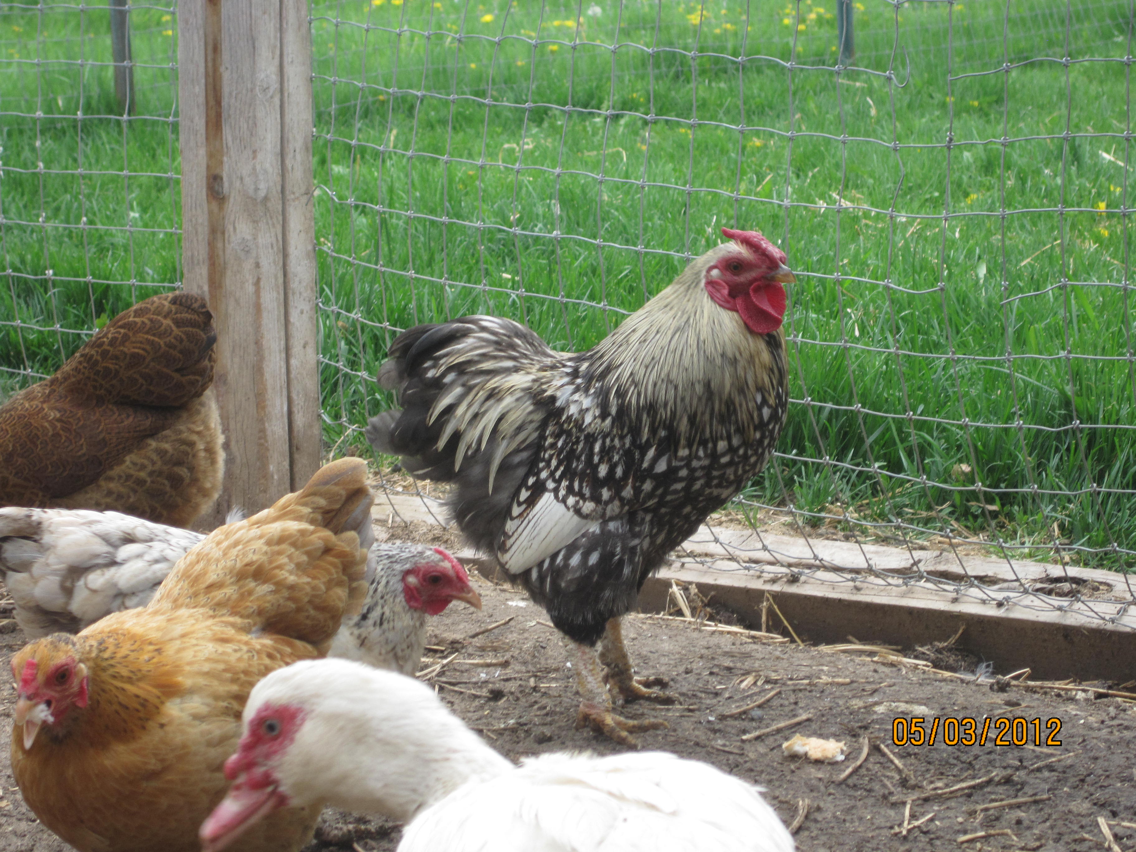 bantam wyandottes | BackYard Chickens - Learn How to Raise Chickens