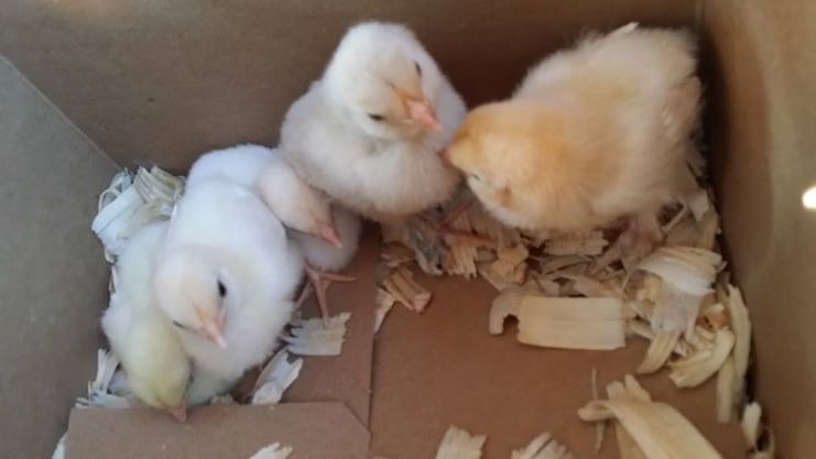 * bantams, straight run | BackYard Chickens - Learn How to Raise Chickens