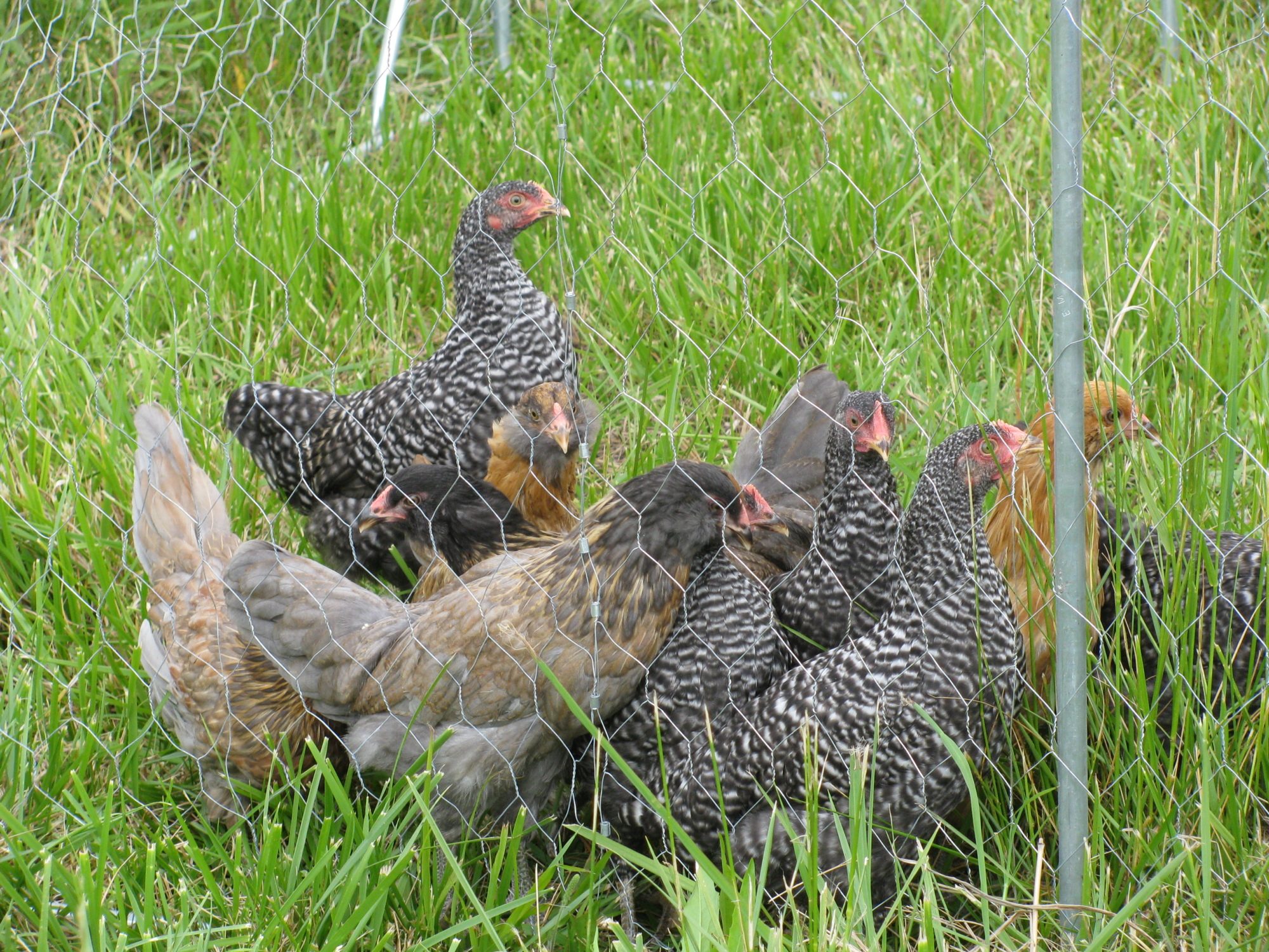 Bard Rocks and Ameracaunas | BackYard Chickens - Learn How to Raise ...