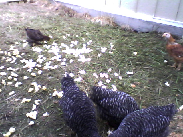 bard rocks | BackYard Chickens - Learn How to Raise Chickens