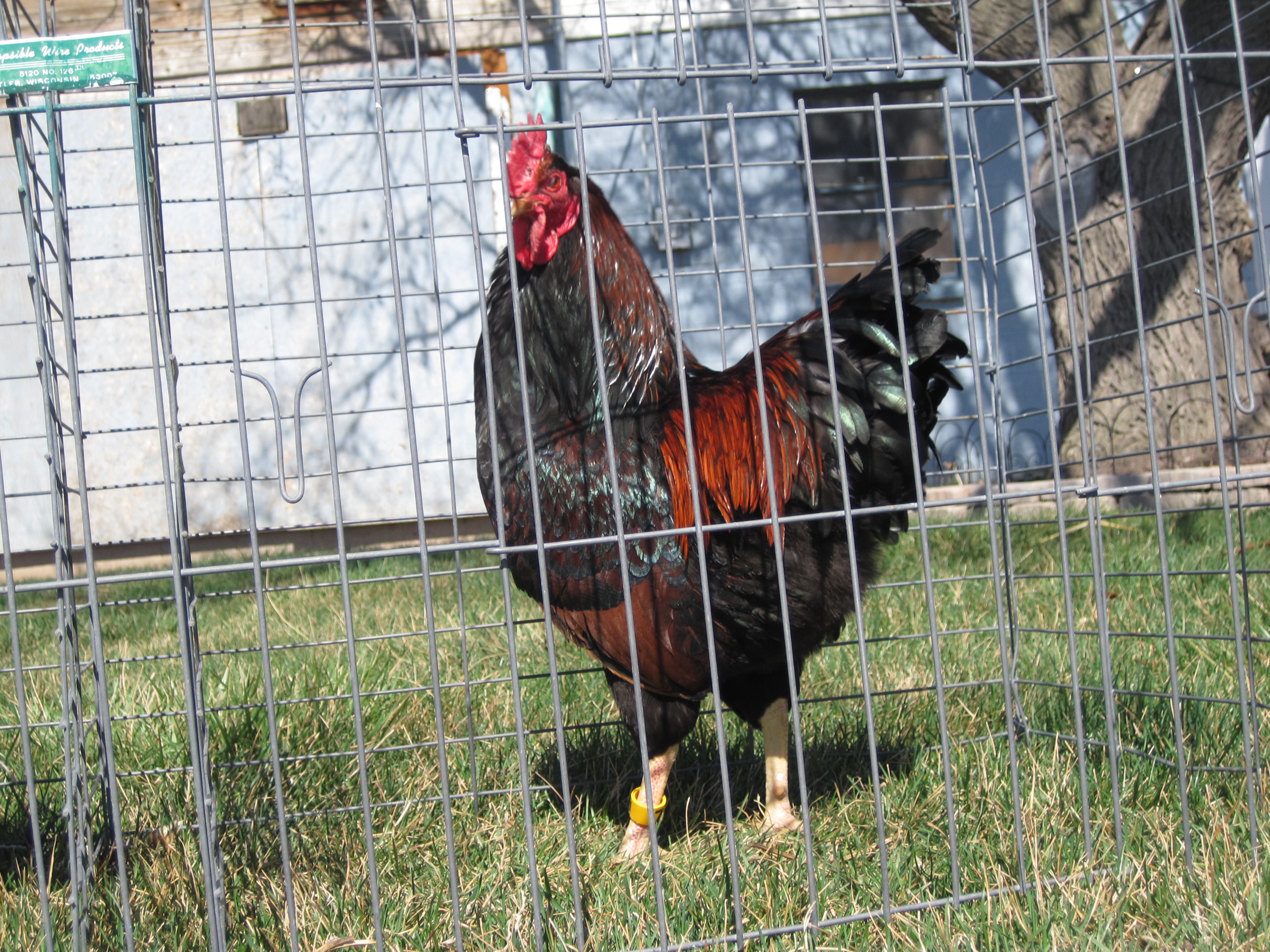 Barnevelder Cockeral | BackYard Chickens - Learn How to Raise Chickens