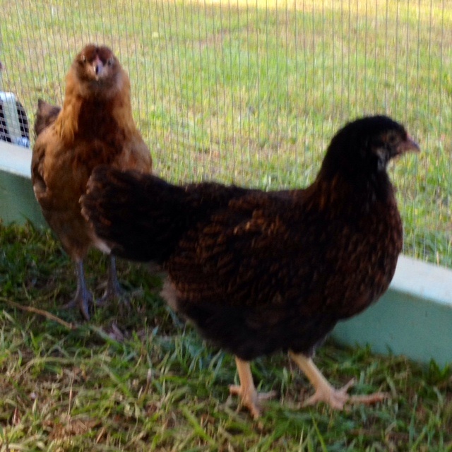Barnevelder pullet and EE 7 weeks | BackYard Chickens - Learn How to ...