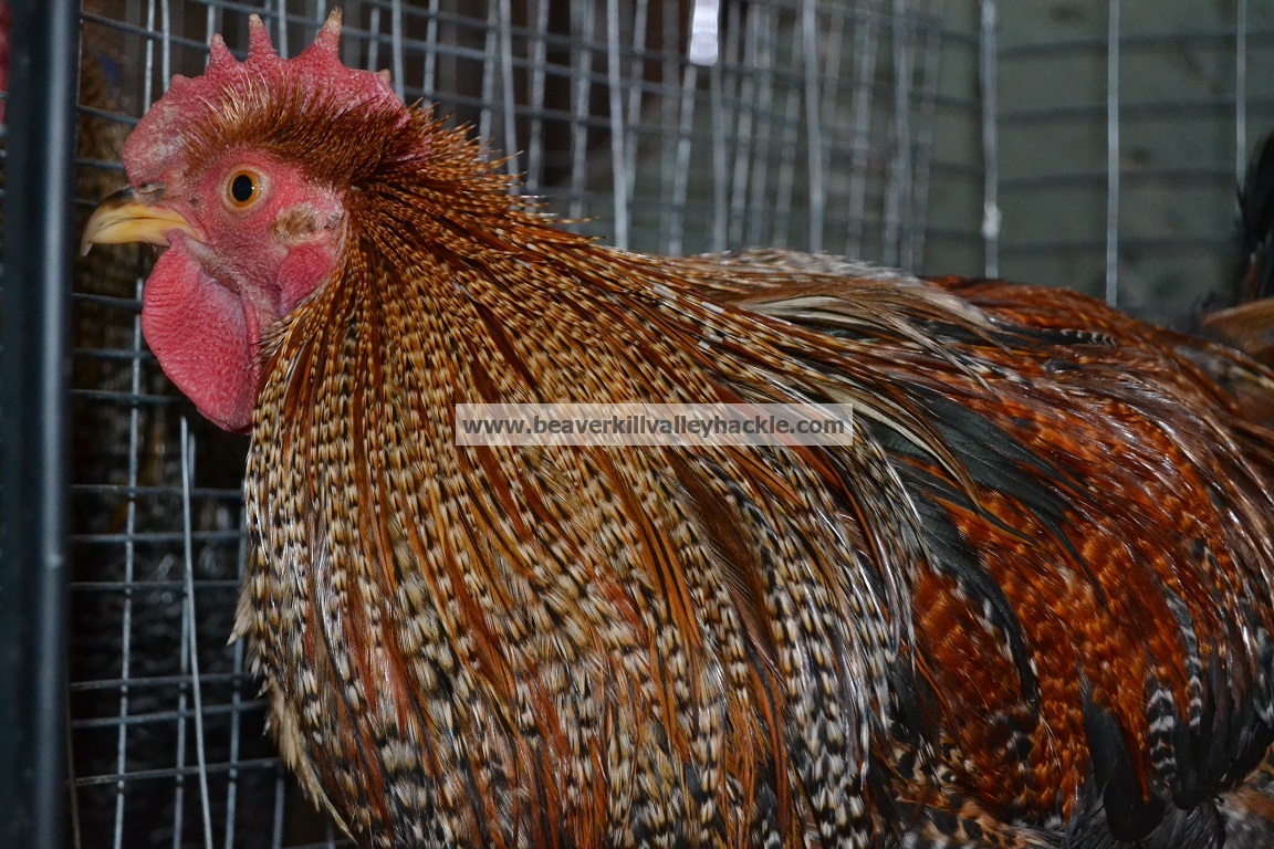 Barred Ginger genetic hackle rooster | BackYard Chickens - Learn How to ...