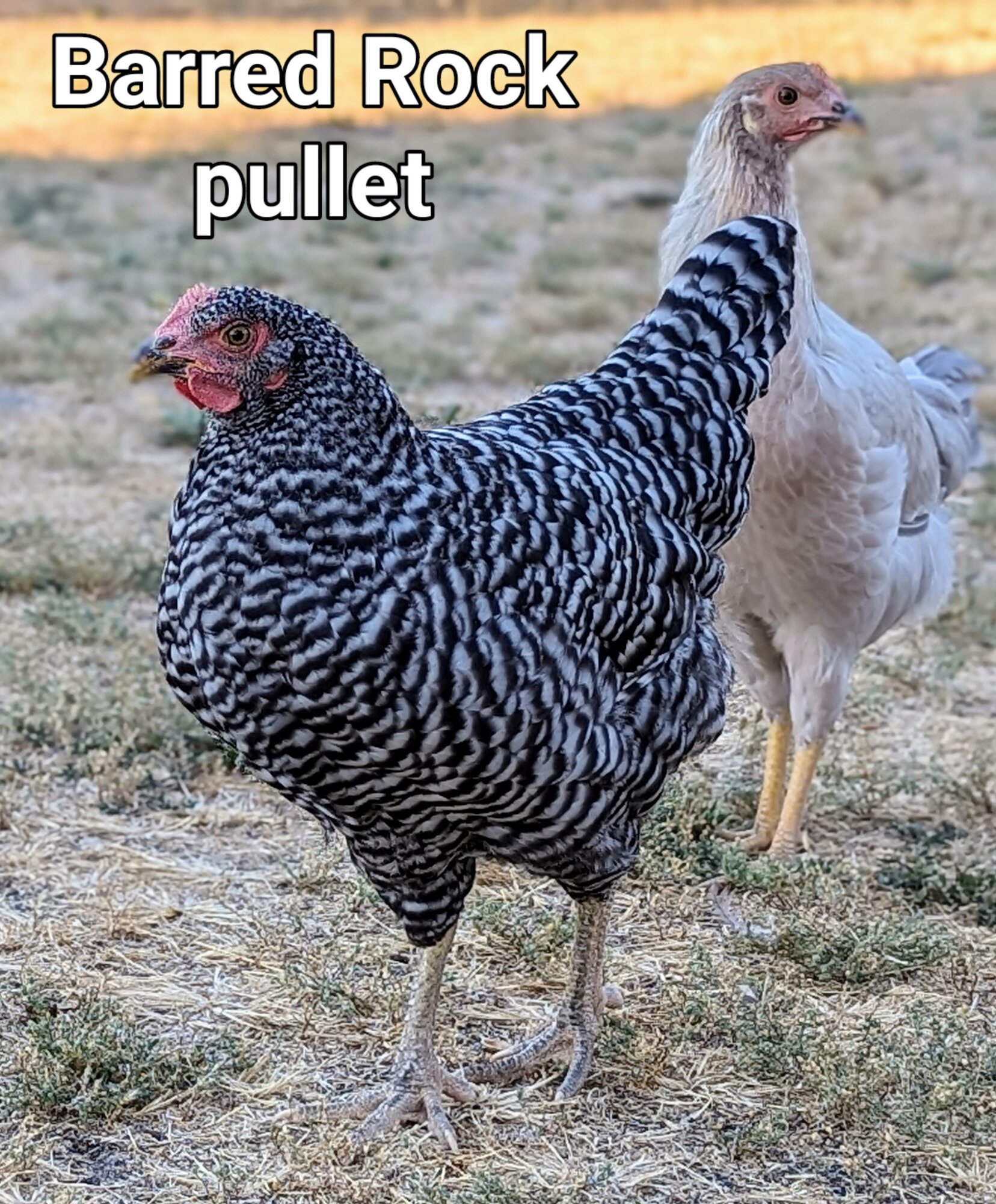 BarredRockpullet.jpg | BackYard Chickens - Learn How to Raise Chickens