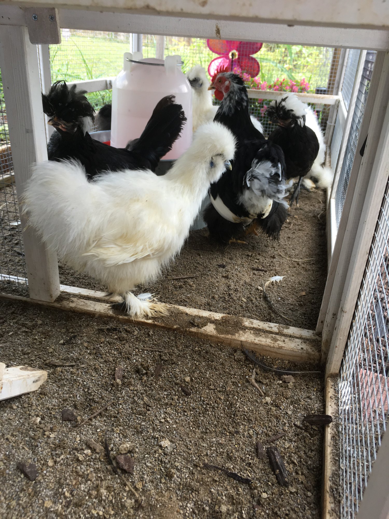 BB 1 | BackYard Chickens - Learn How to Raise Chickens