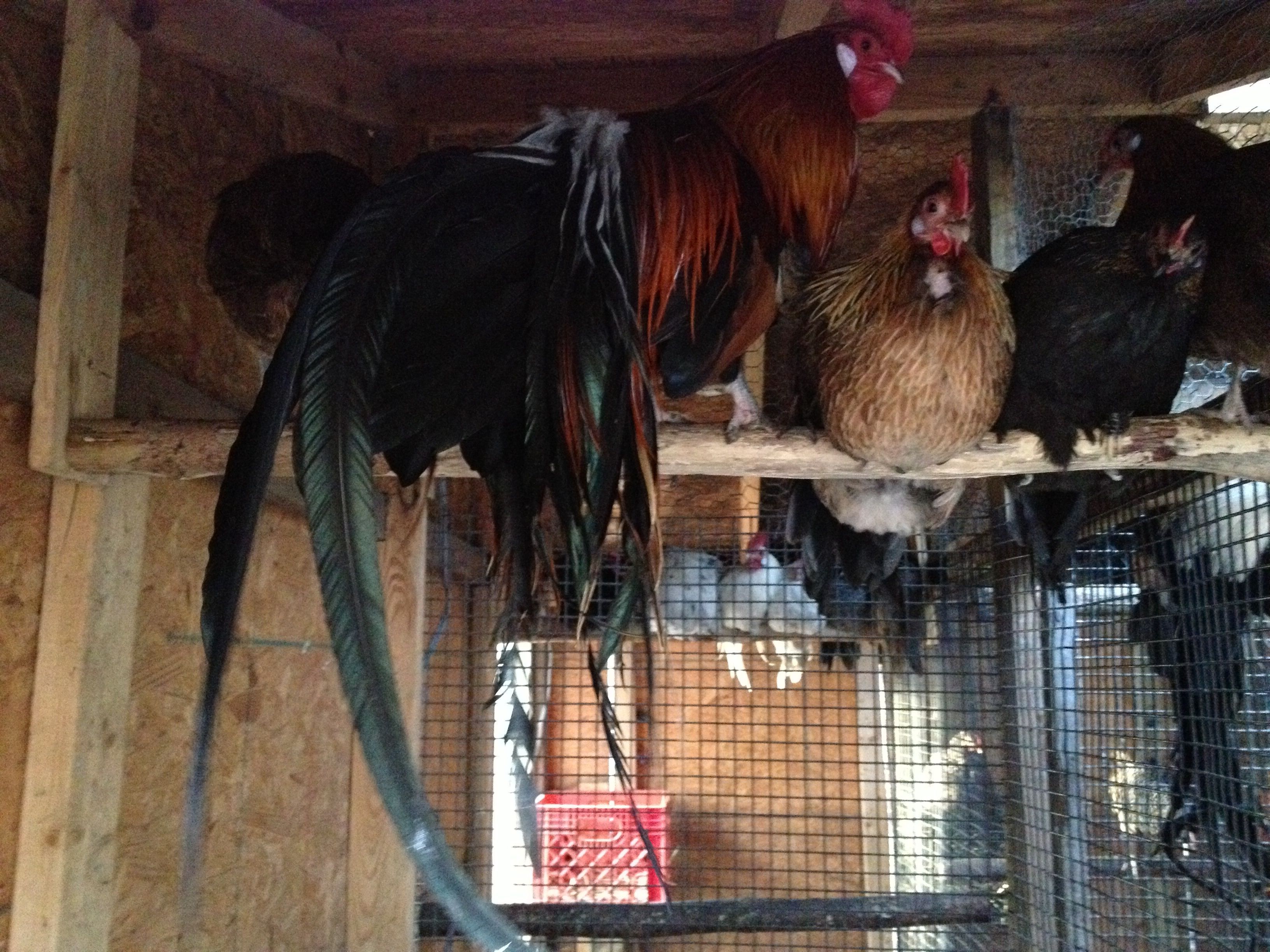 Bb red phoenix rooster and hens | BackYard Chickens - Learn How to ...