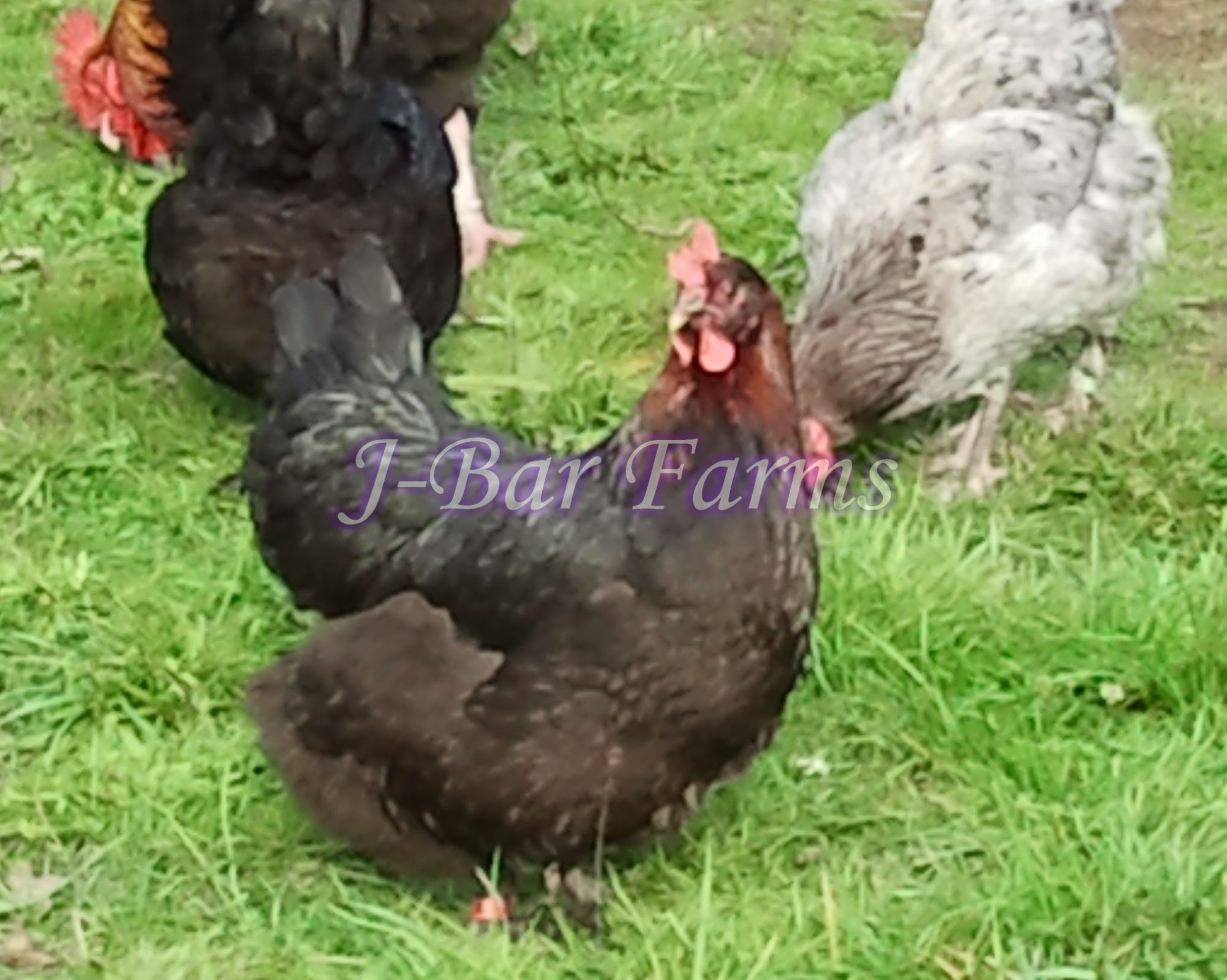 BCM pullet | BackYard Chickens - Learn How to Raise Chickens